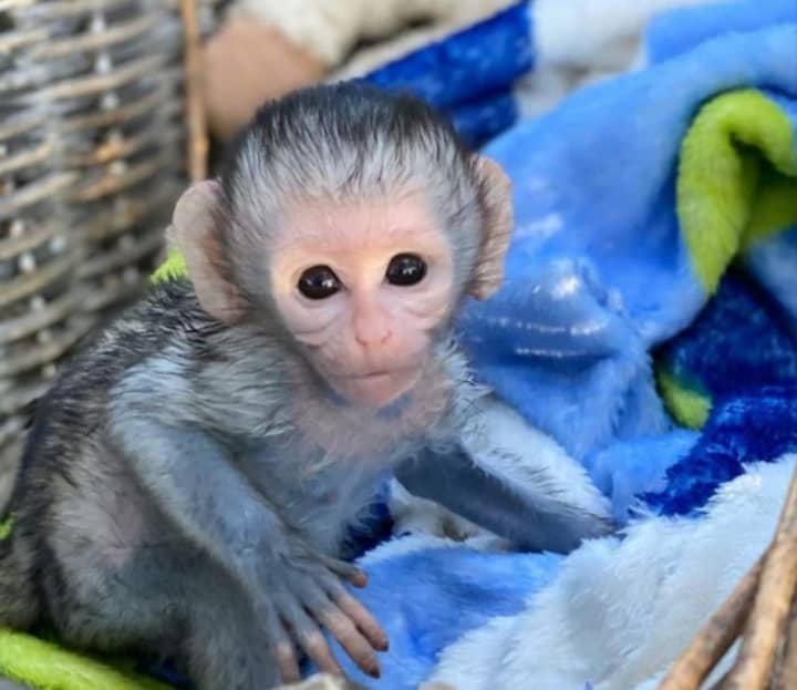 Vervet Monkeys for Sale | Healthy, Hand-Raised & Affectionate Primates