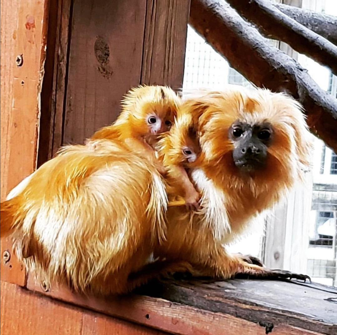 Buy Baby Tamarin Monkey Online | Lumo – Male Tamarin Monkey for Sale ...
