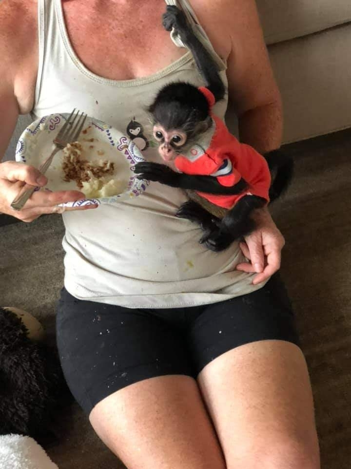 Spider Monkey Adoption – Meet Luma, 11-Week-Old Female Spider Monkey