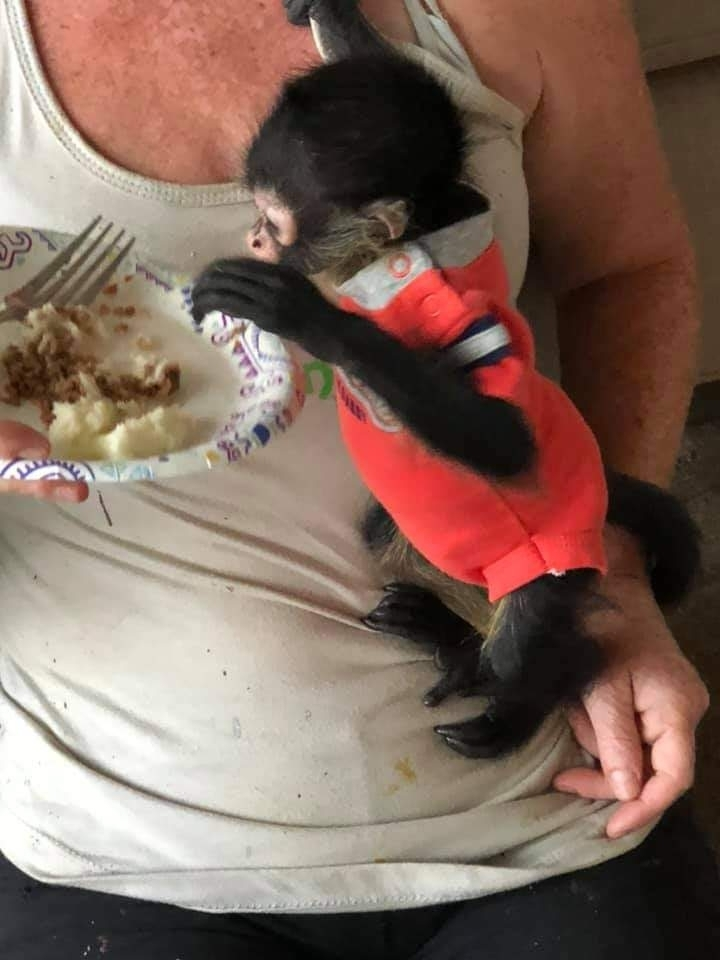 Spider Monkey Adoption – Meet Luma, 11-Week-Old Female Spider Monkey