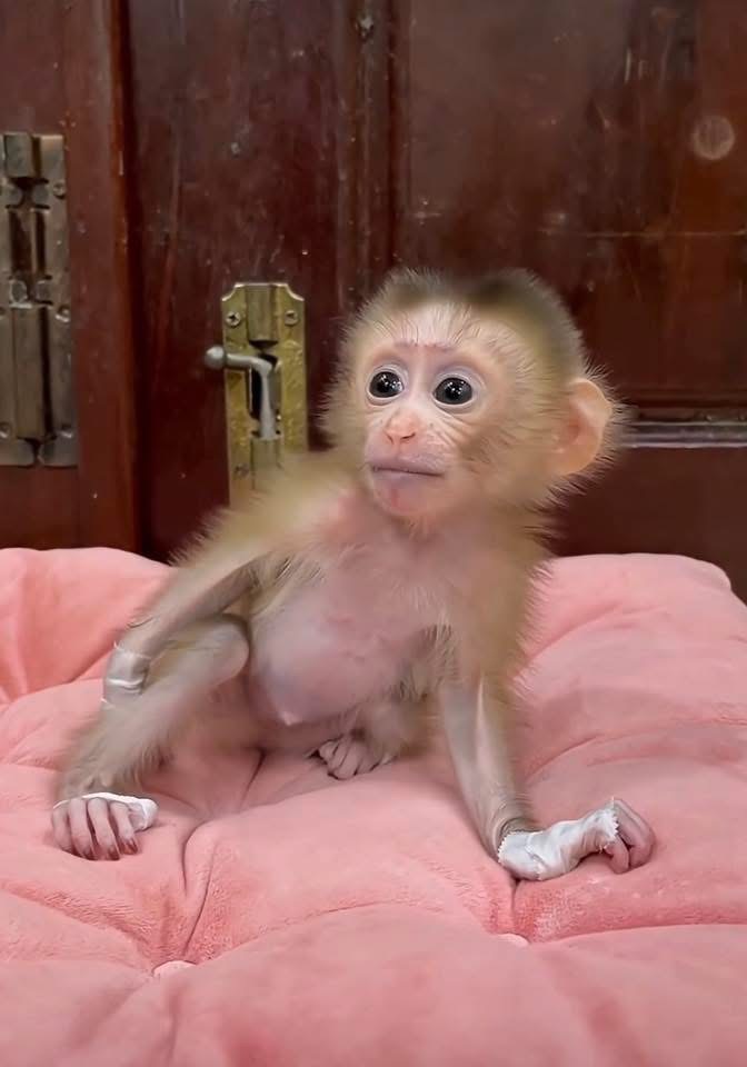 Baby Rhesus Macaque Monkey for Sale | Healthy Hand-Raised Macaque